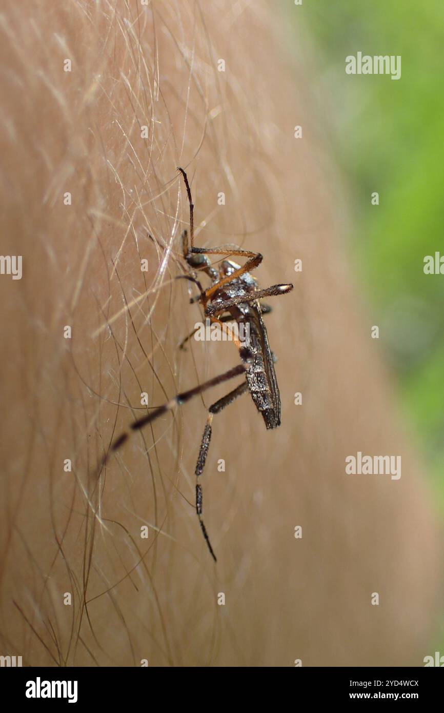 Gallinipper (Psorophora ciliata Stock Photo - Alamy