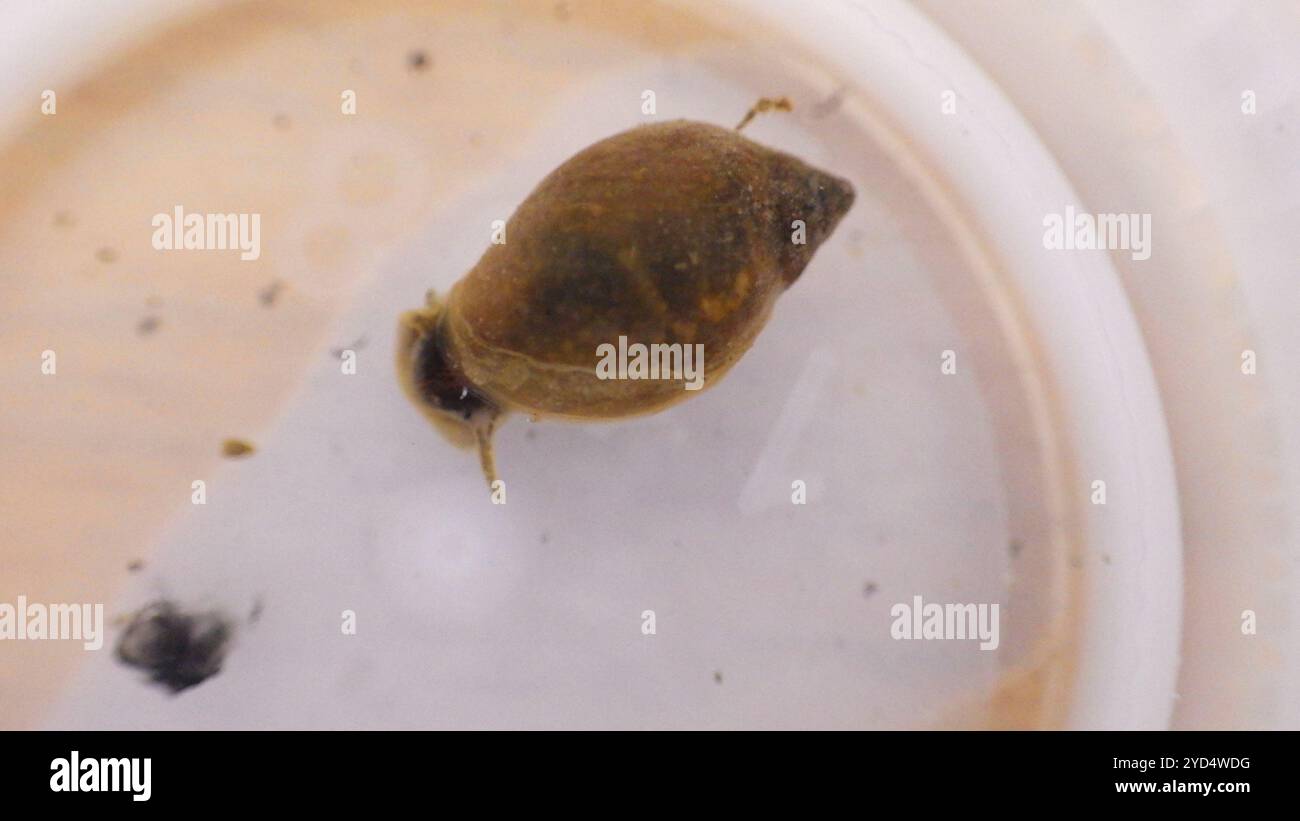 Bladder Snails (Physidae Stock Photo - Alamy