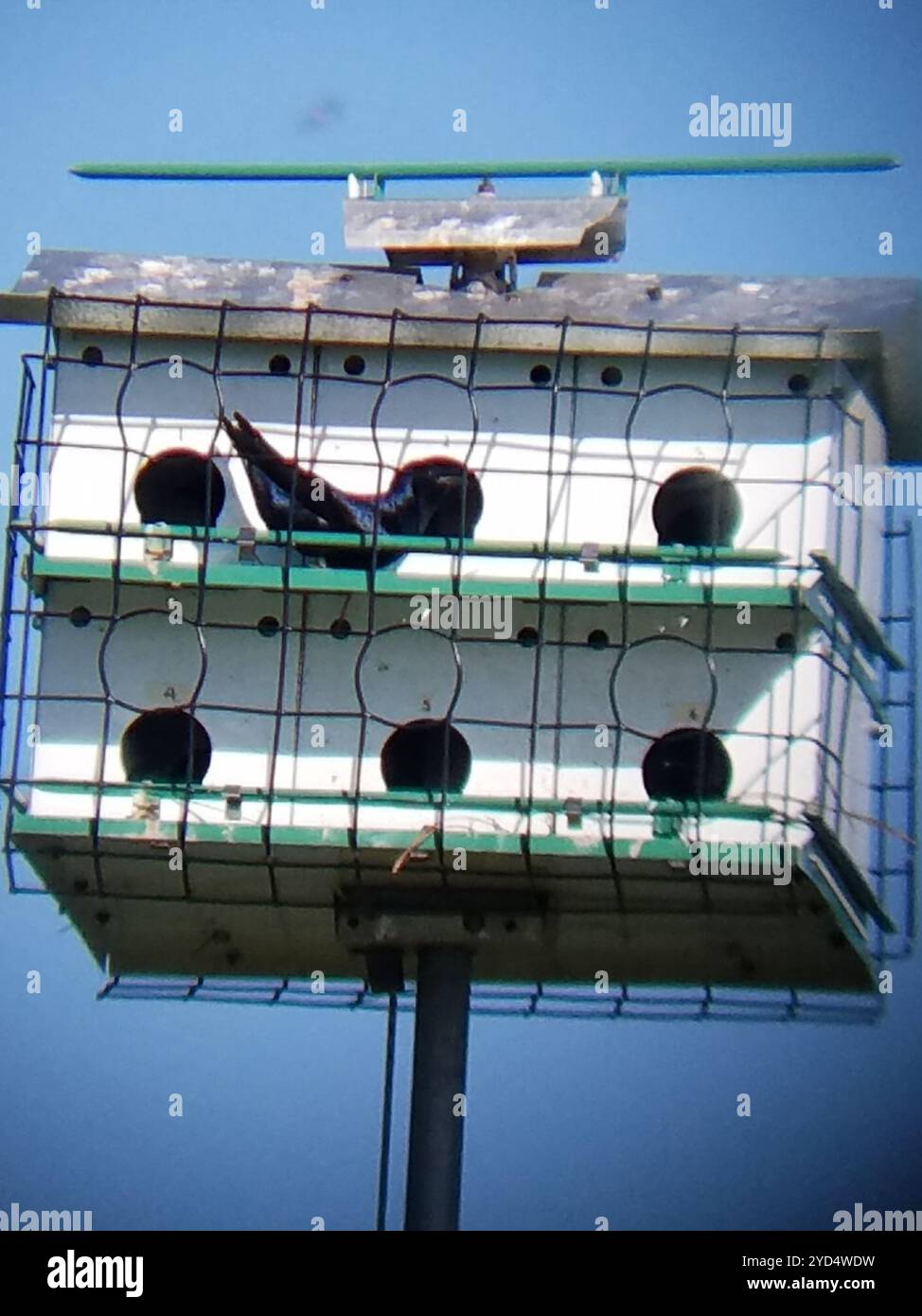 Purple Martin (Progne subis Stock Photo - Alamy