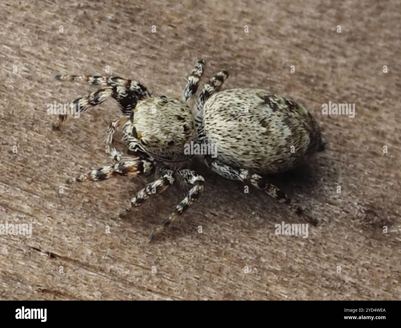 Peppered Jumping Spider (Pelegrina galathea Stock Photo - Alamy