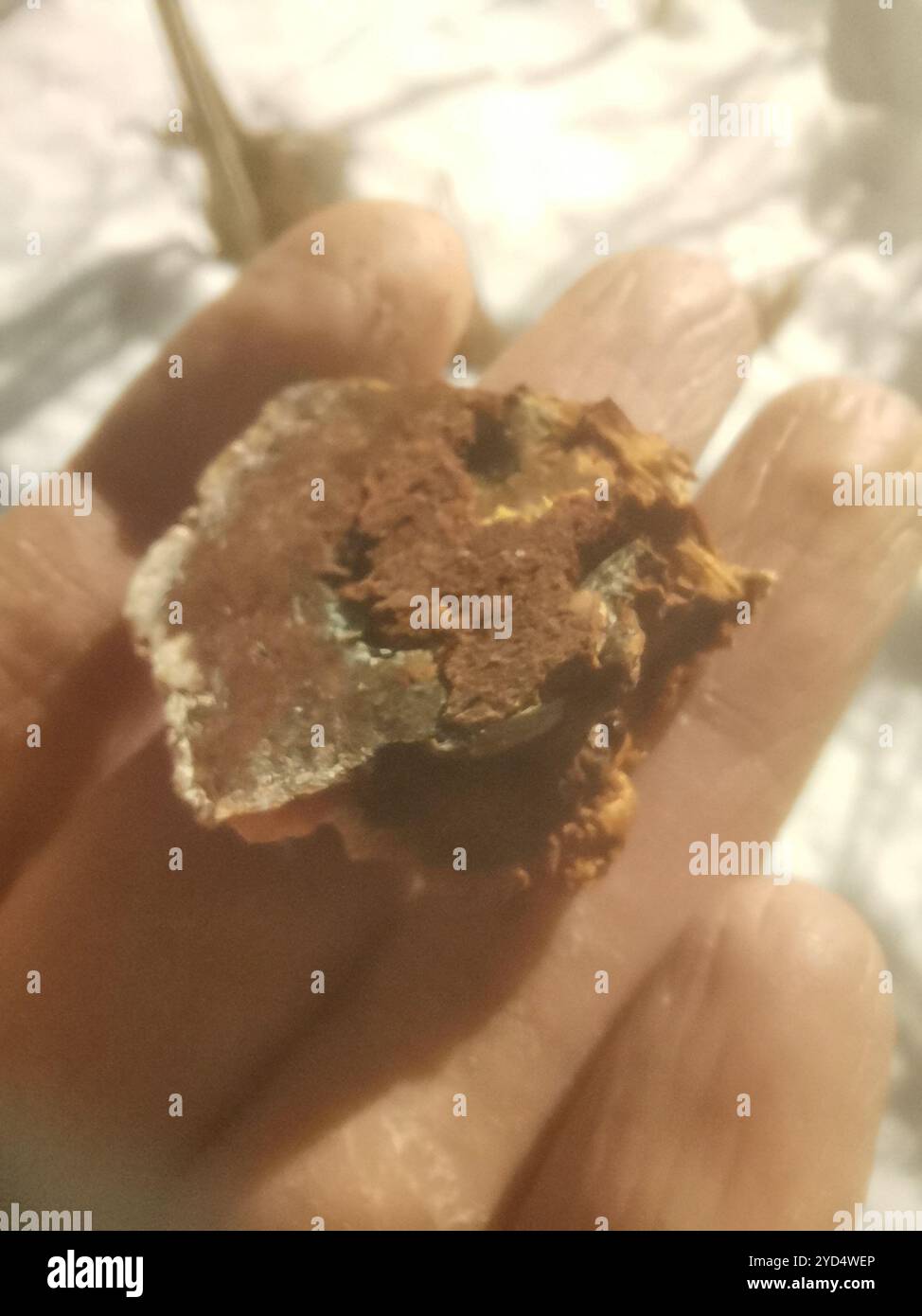 Alder Bracket (Mensularia radiata Stock Photo - Alamy