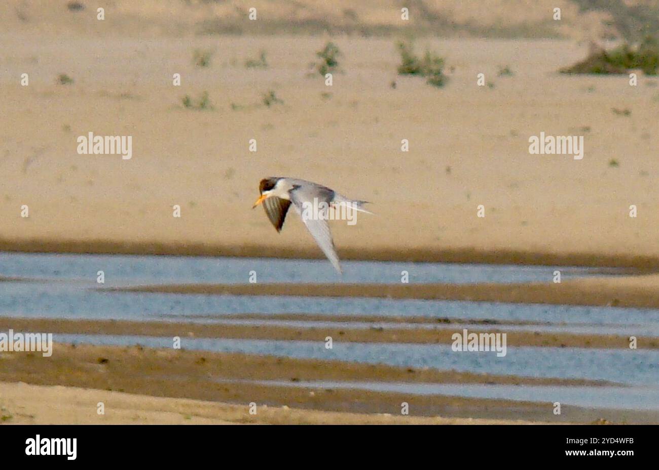 Black-bellied Tern (Sterna acuticauda Stock Photo - Alamy