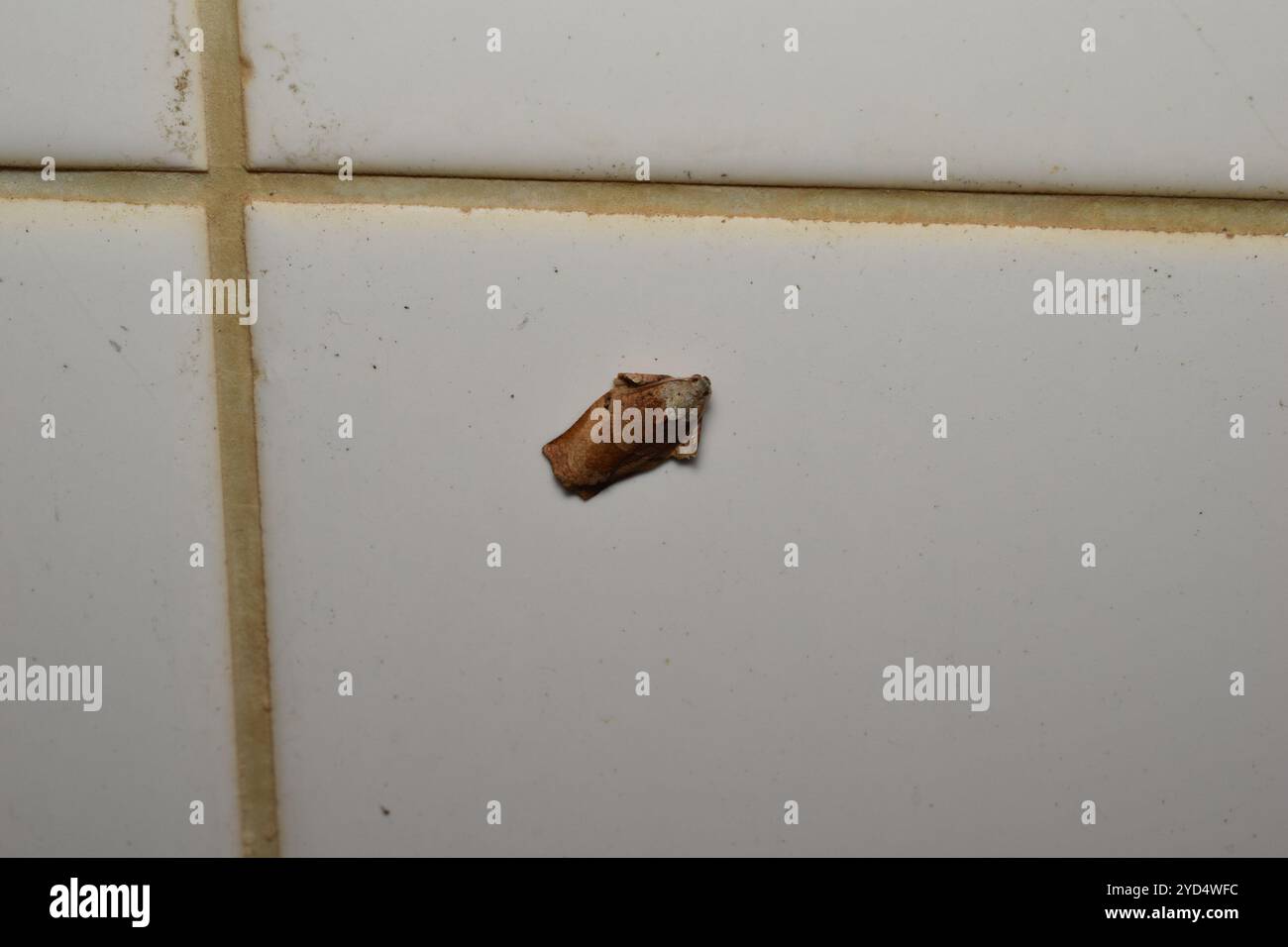 Oriental tea tortrix moth (Homona magnanima Stock Photo - Alamy