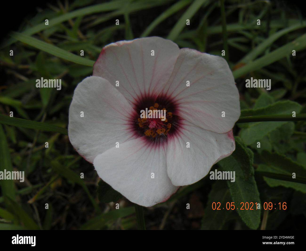 Spearleaf Swampmallow (Pavonia hastata Stock Photo - Alamy