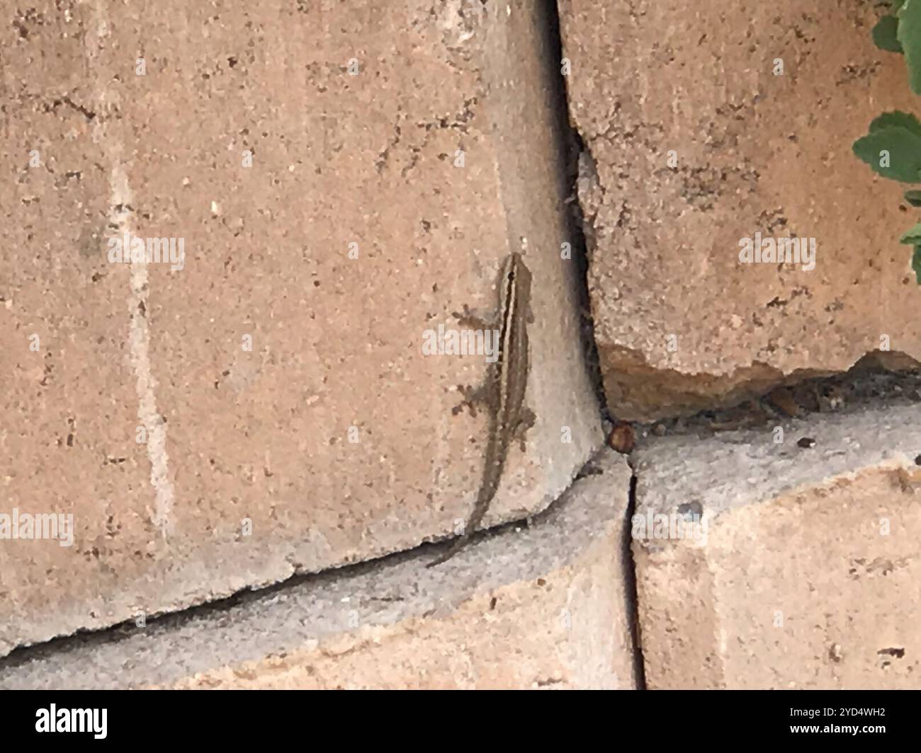 Common Dwarf Gecko (Lygodactylus capensis Stock Photo - Alamy