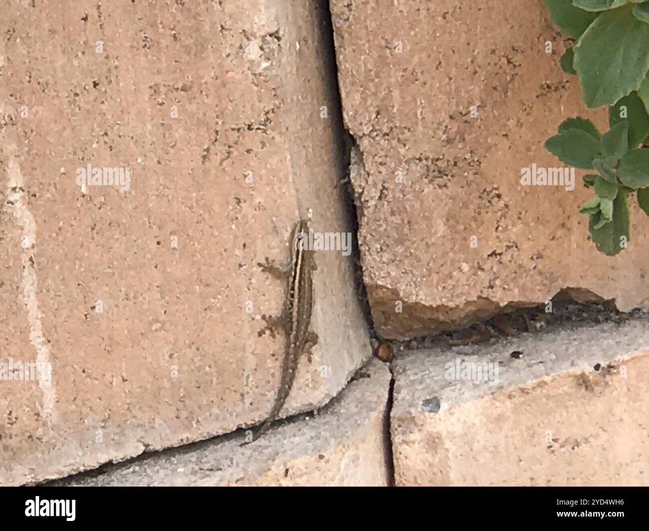 Common Dwarf Gecko (Lygodactylus capensis Stock Photo - Alamy