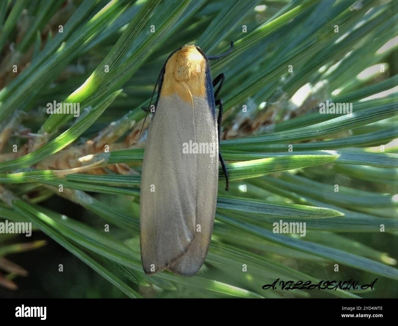 Four-spotted Footman (Lithosia quadra Stock Photo - Alamy
