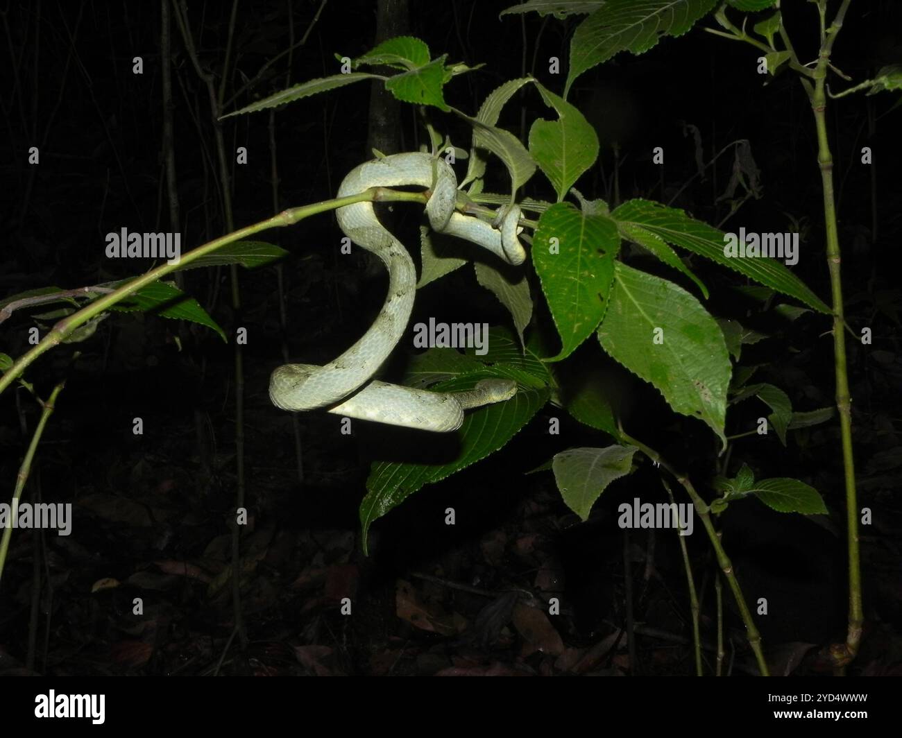 Common Bamboo Viper (Craspedocephalus gramineus Stock Photo - Alamy
