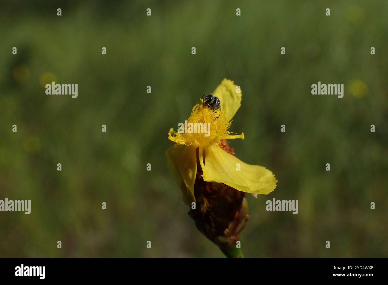 Carolina Yellow-eyed Grass (Xyris caroliniana Stock Photo - Alamy