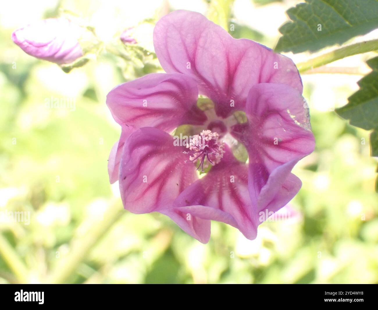 Common Mallow (Malva sylvestris Stock Photo - Alamy