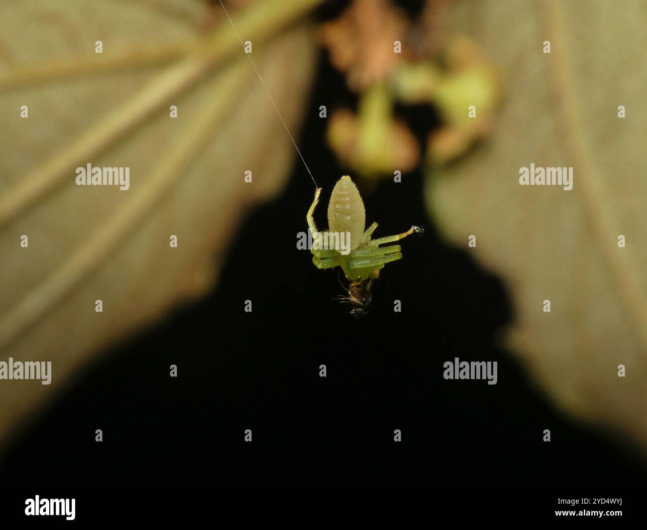 Green Grass Crab Spiders (Oxytate Stock Photo - Alamy