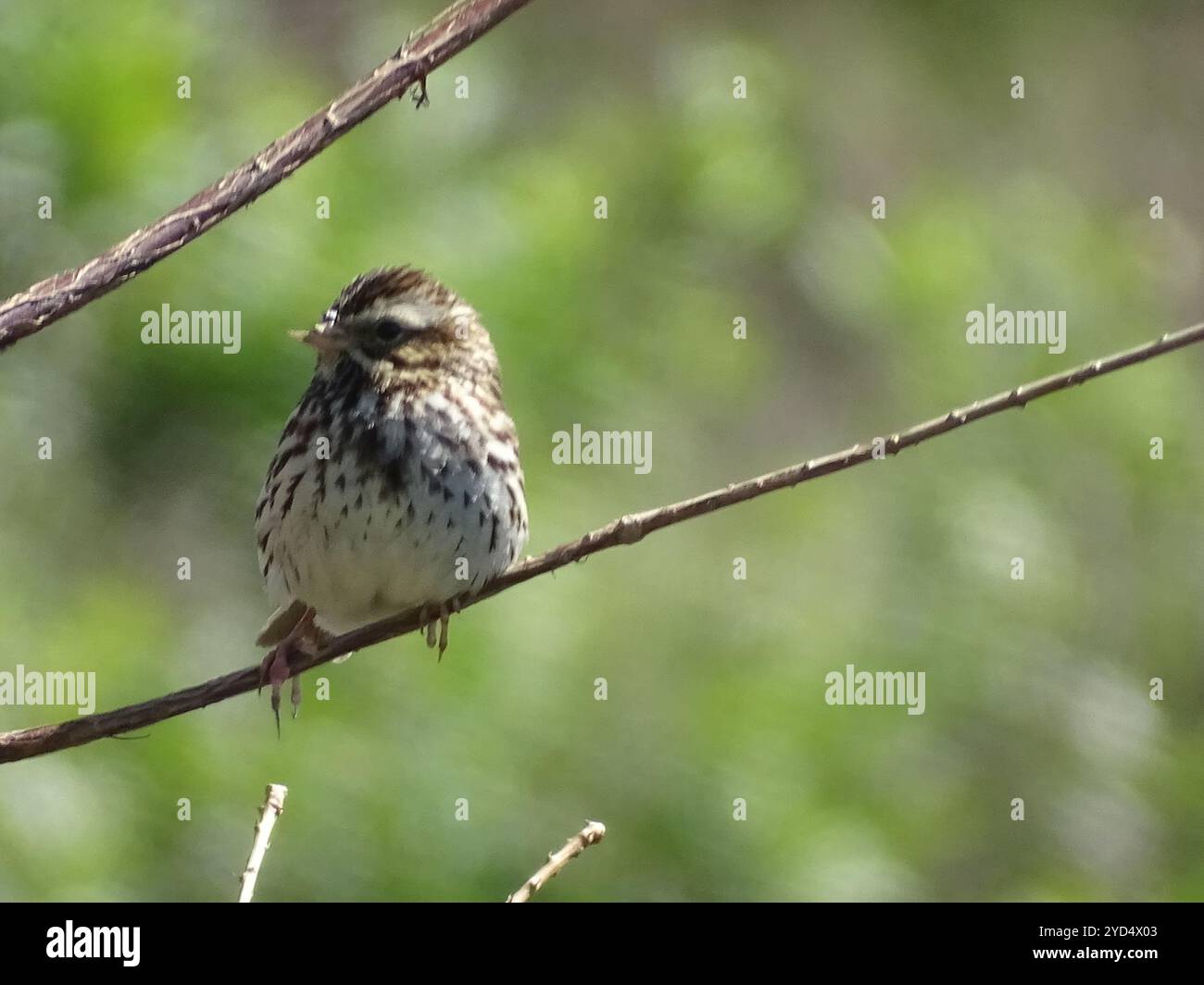 Savannah Sparrow (Passerculus sandwichensis Stock Photo - Alamy