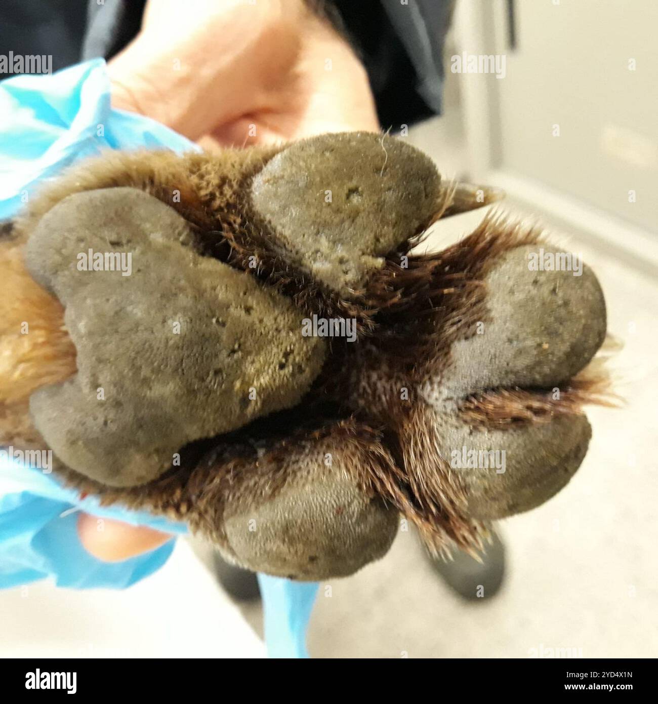 Italian Wolf (Canis lupus italicus Stock Photo - Alamy