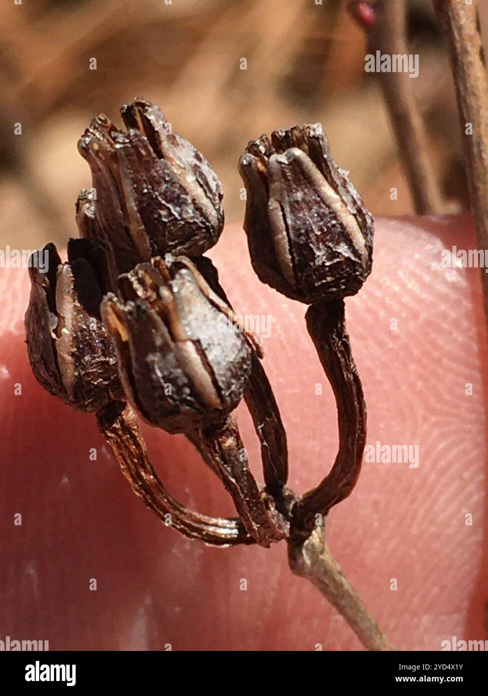 staggerbush (Lyonia mariana Stock Photo - Alamy