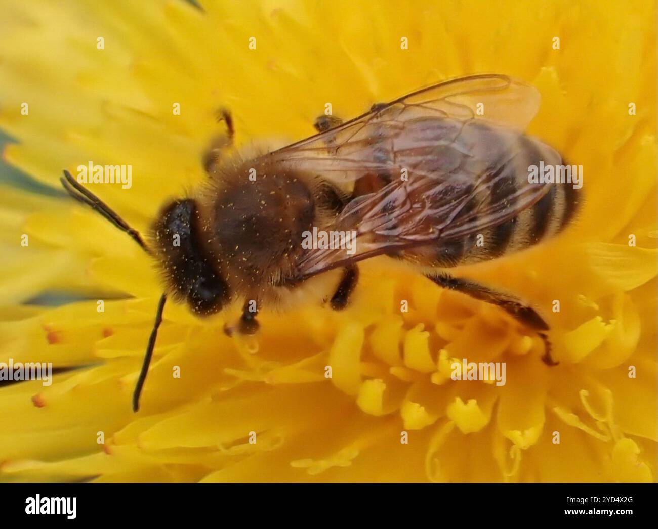 Western Honey Bee (Apis mellifera Stock Photo - Alamy