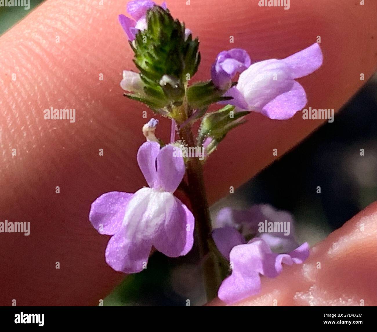 blue toadflax (Nuttallanthus canadensis Stock Photo - Alamy