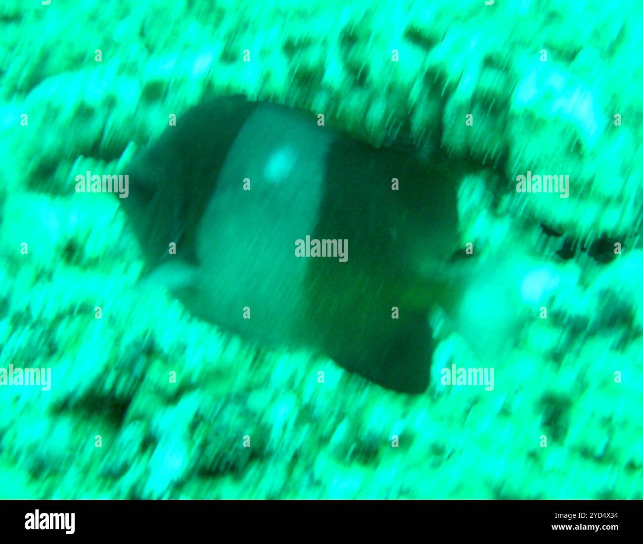 Black Pyramid Butterflyfish (Hemitaurichthys zoster Stock Photo - Alamy