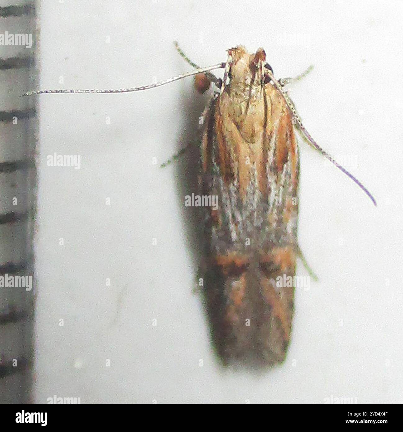 Butterflies and Moths (Lepidoptera Stock Photo - Alamy