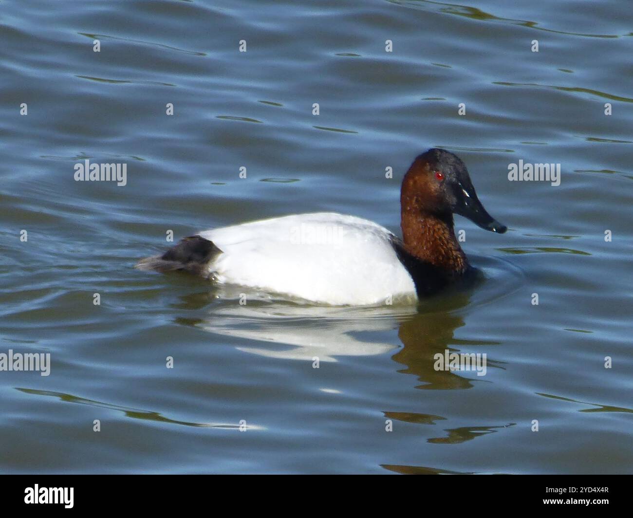 Canvasback (Aythya valisineria Stock Photo - Alamy