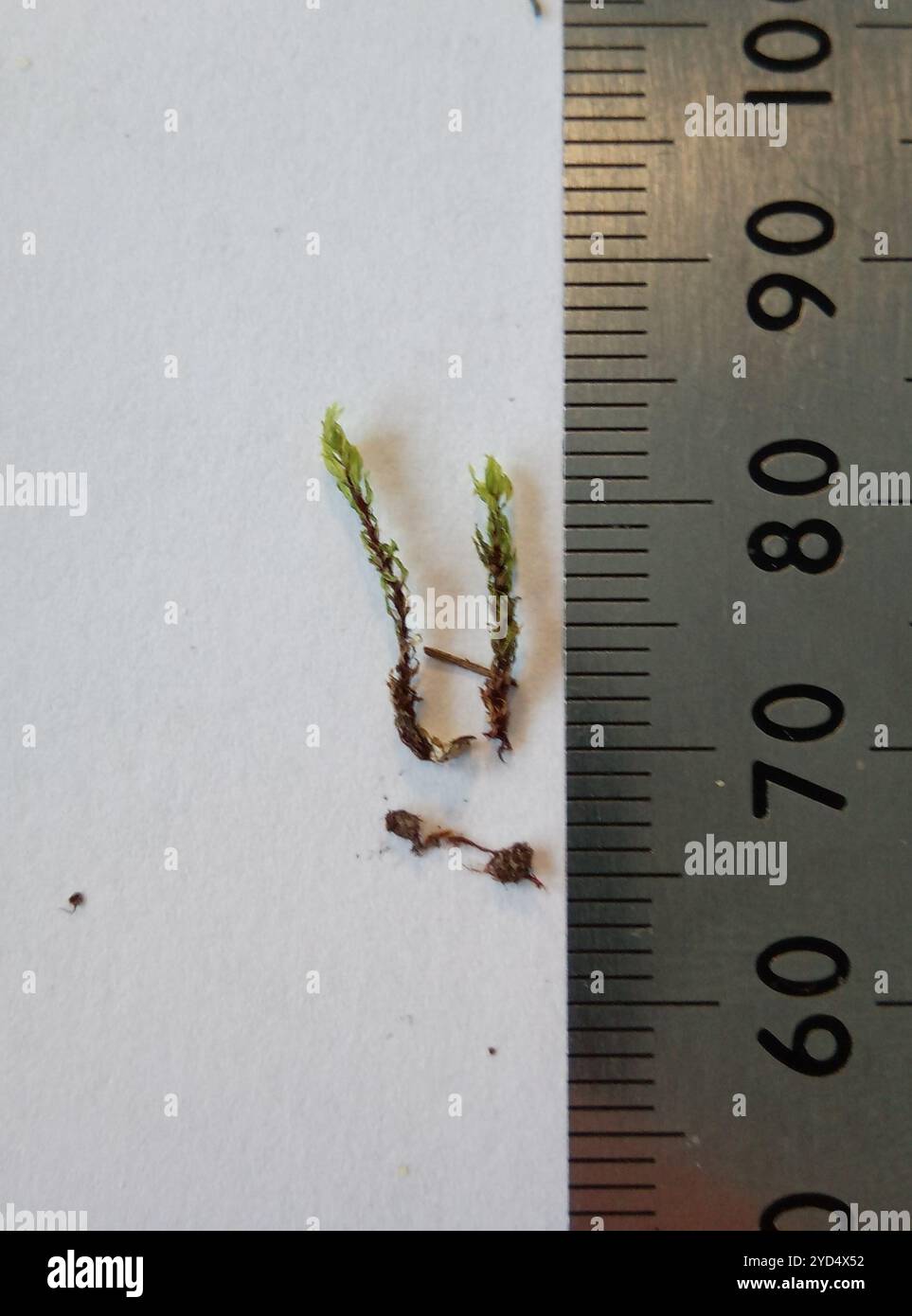 Long-leaved Thread Moss (Ptychostomum pseudotriquetrum Stock Photo - Alamy