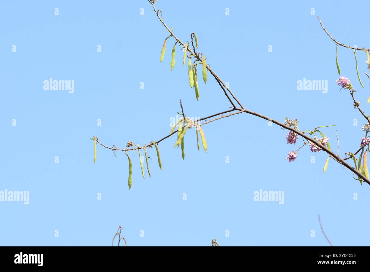 Fence Post Tree (Gliricidia sepium Stock Photo - Alamy