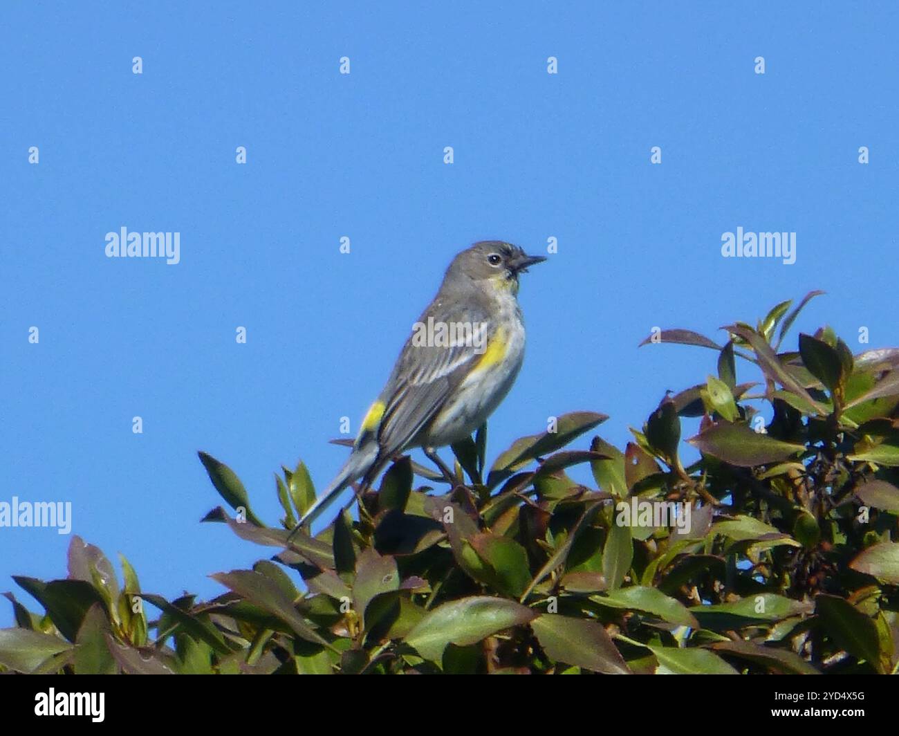 Audubon's Warbler (Setophaga coronata auduboni Stock Photo - Alamy
