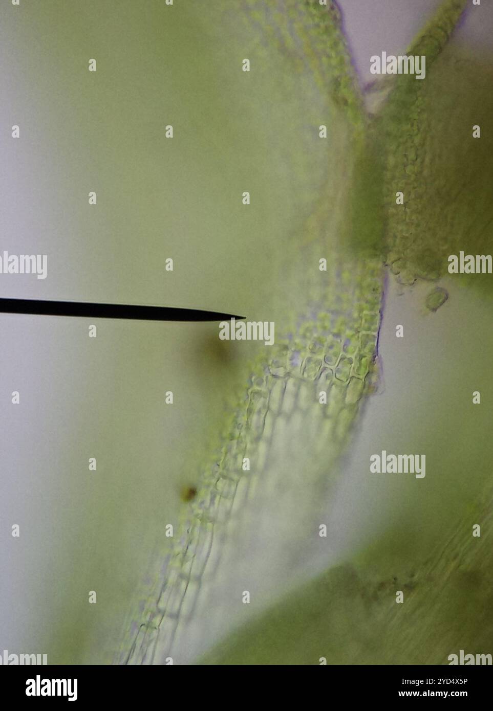 Bird's-Claw Beard-Moss (Barbula unguiculata Stock Photo - Alamy