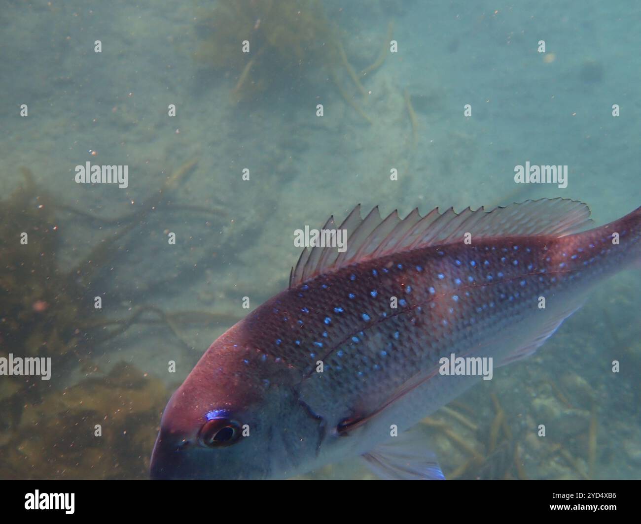 Chrysophrys auratus hi-res stock photography and images - Alamy