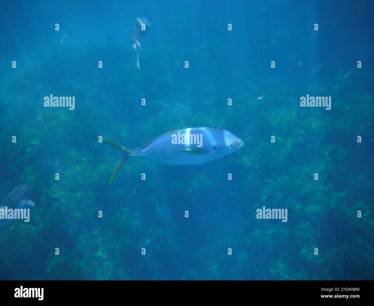 Silver Trevally (Pseudocaranx georgianus Stock Photo - Alamy