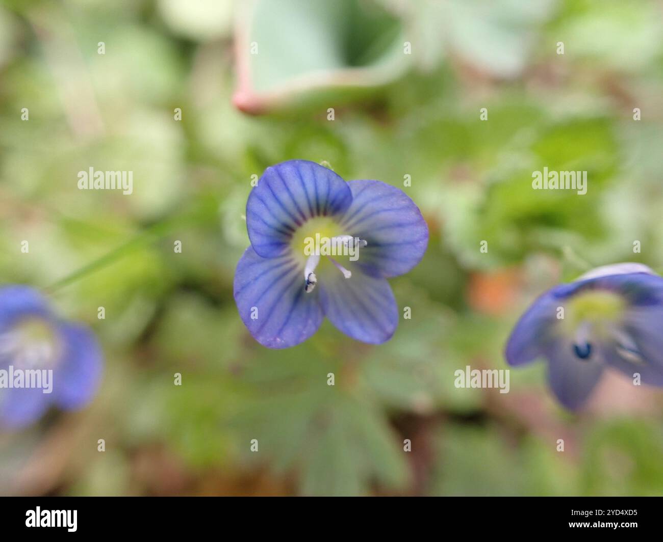 bird's-eye speedwell (Veronica persica Stock Photo - Alamy