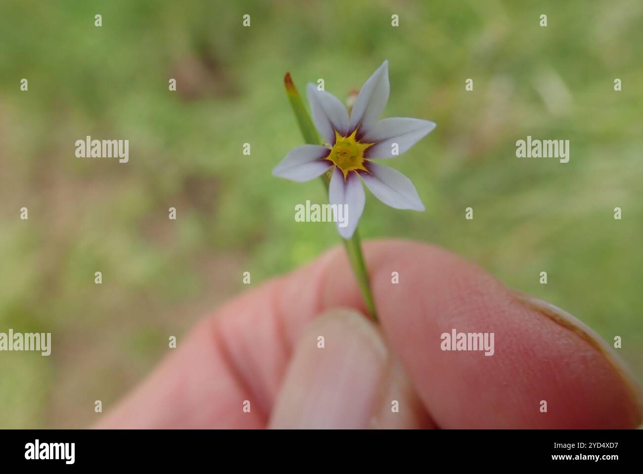 Blue Pigroot (Sisyrinchium micranthum Stock Photo - Alamy