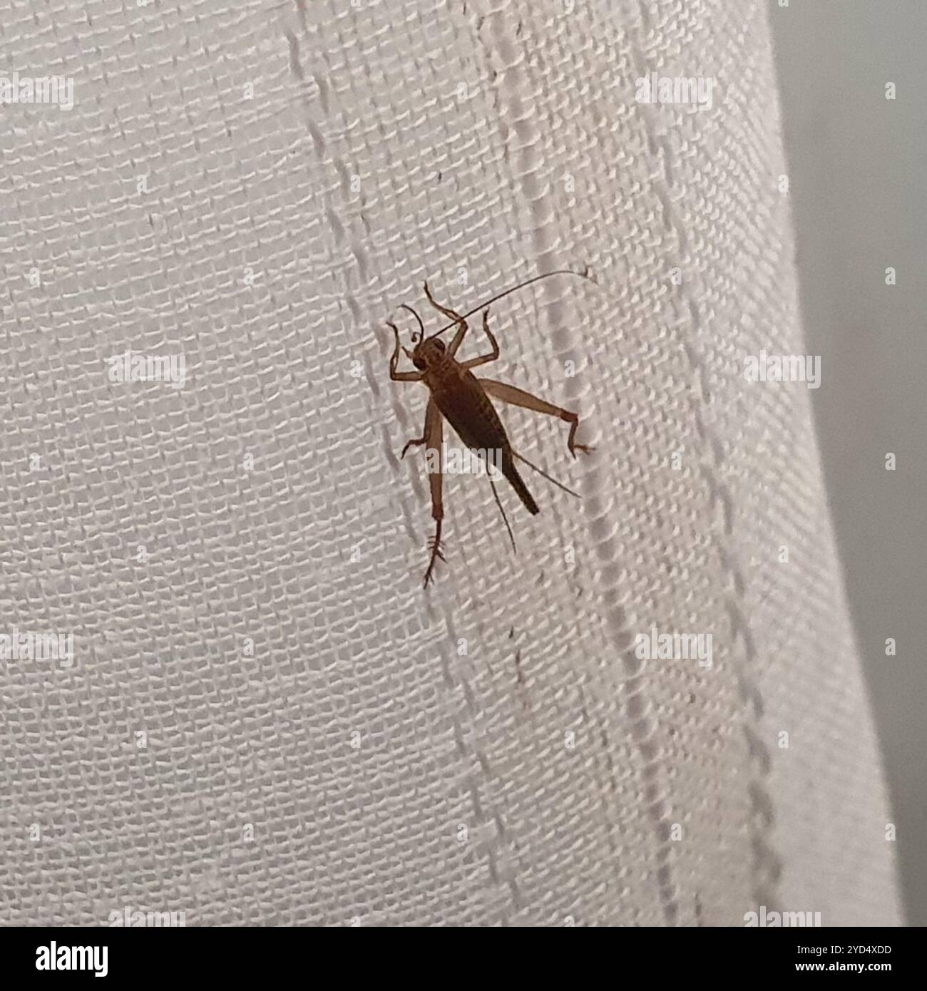 True Crickets and Allies (Grylloidea Stock Photo - Alamy