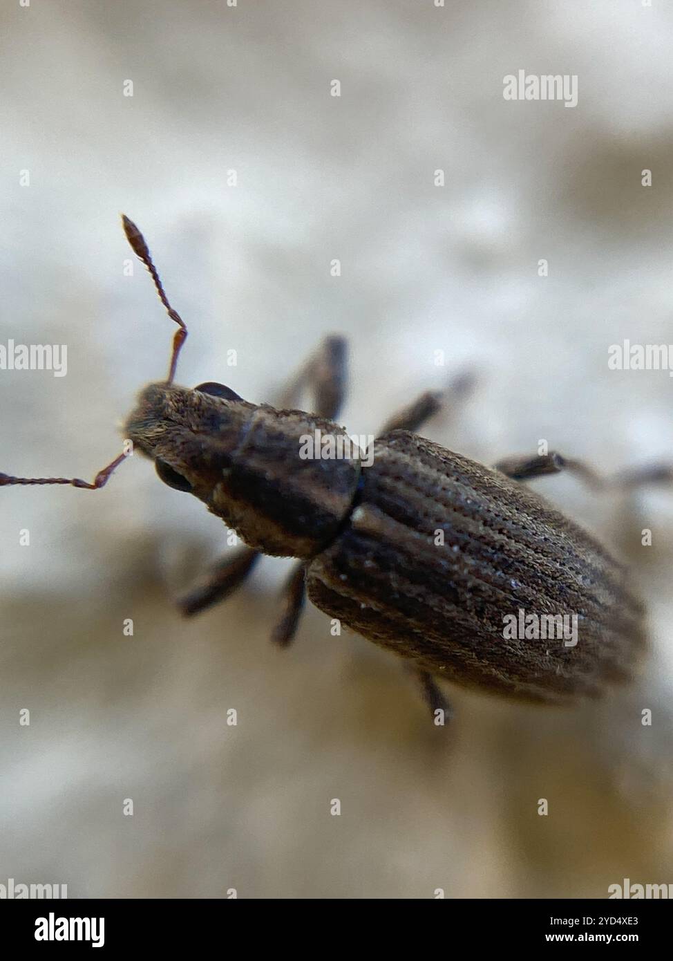 Sitona lineatus hi-res stock photography and images - Alamy