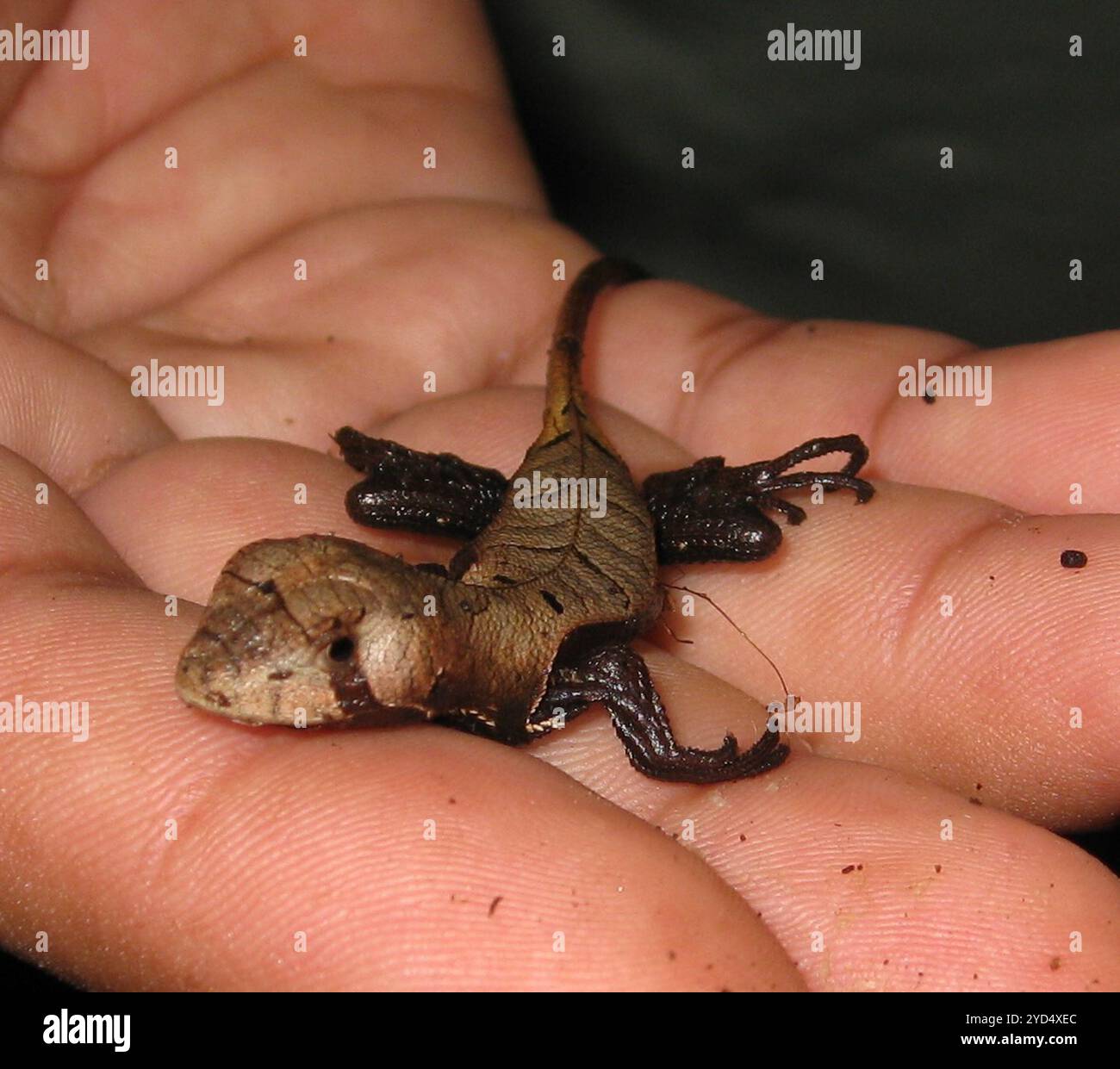 Western Leaf Lizard (Stenocercus fimbriatus Stock Photo - Alamy