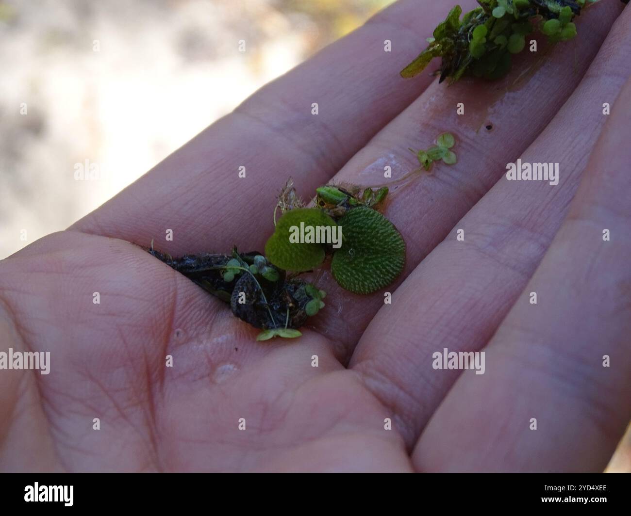 water spangles (Salvinia minima Stock Photo - Alamy