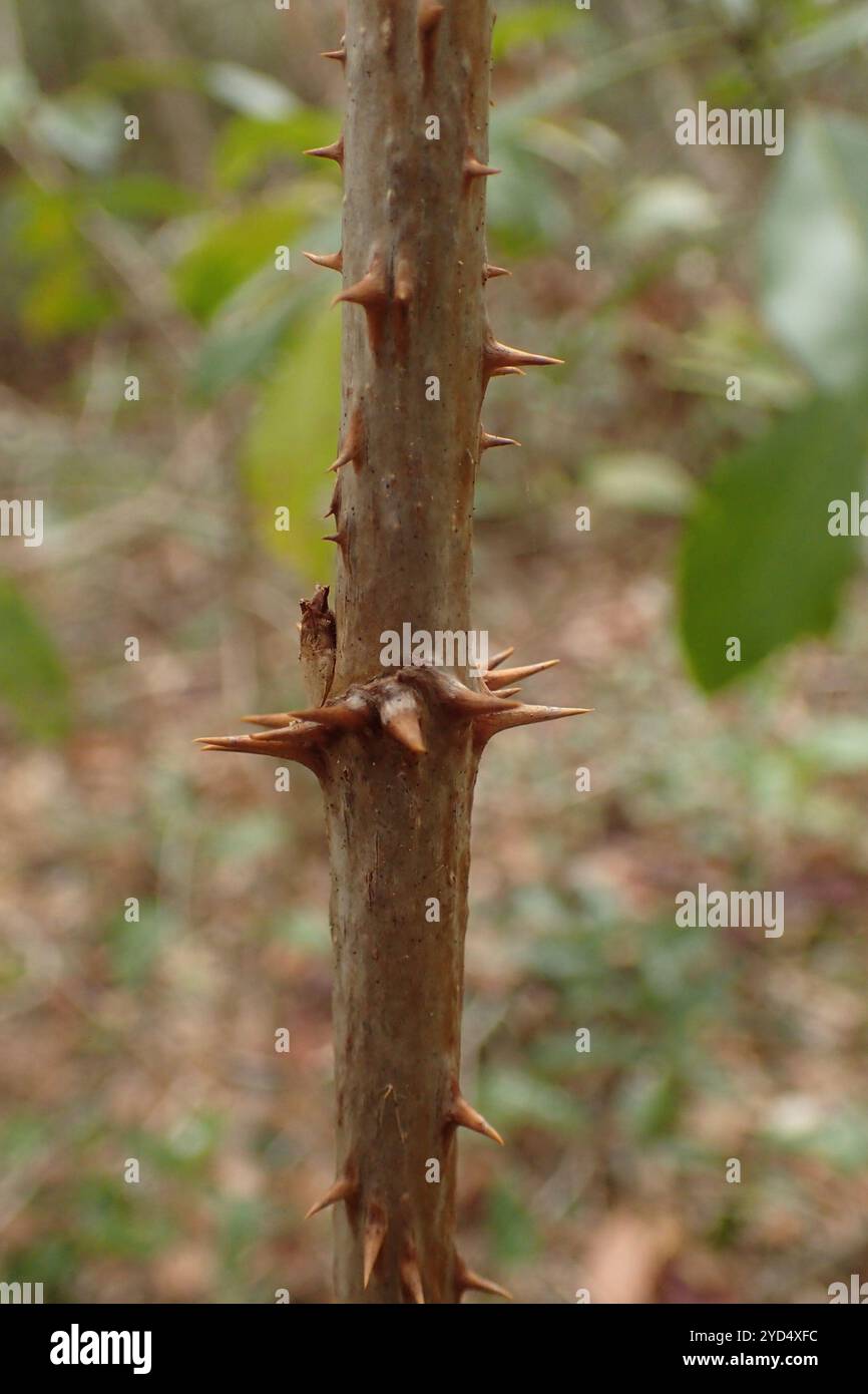 devil's walkingstick (Aralia spinosa Stock Photo - Alamy