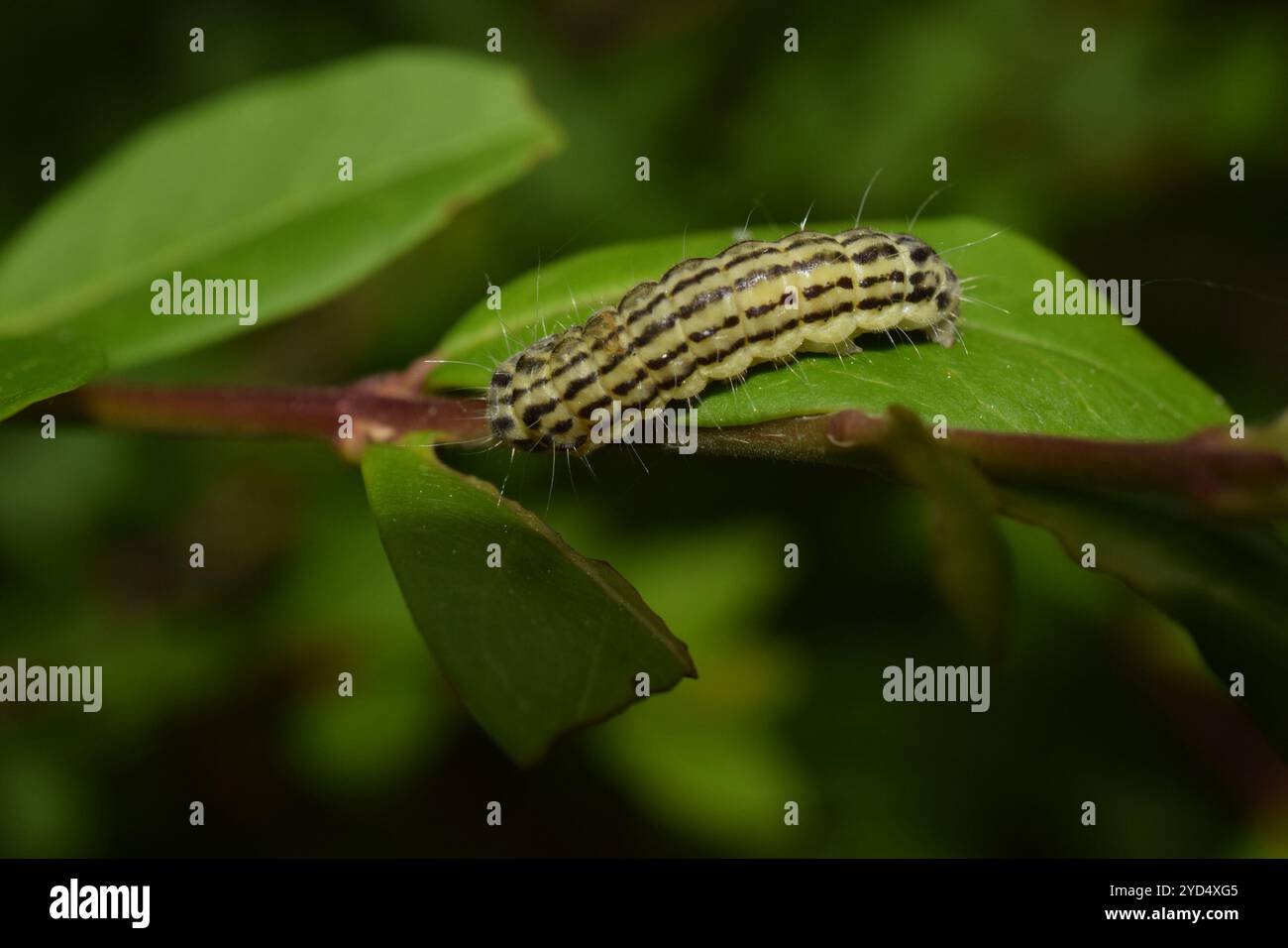 Euonymus Leaf Notcher (Pryeria sinica Stock Photo - Alamy