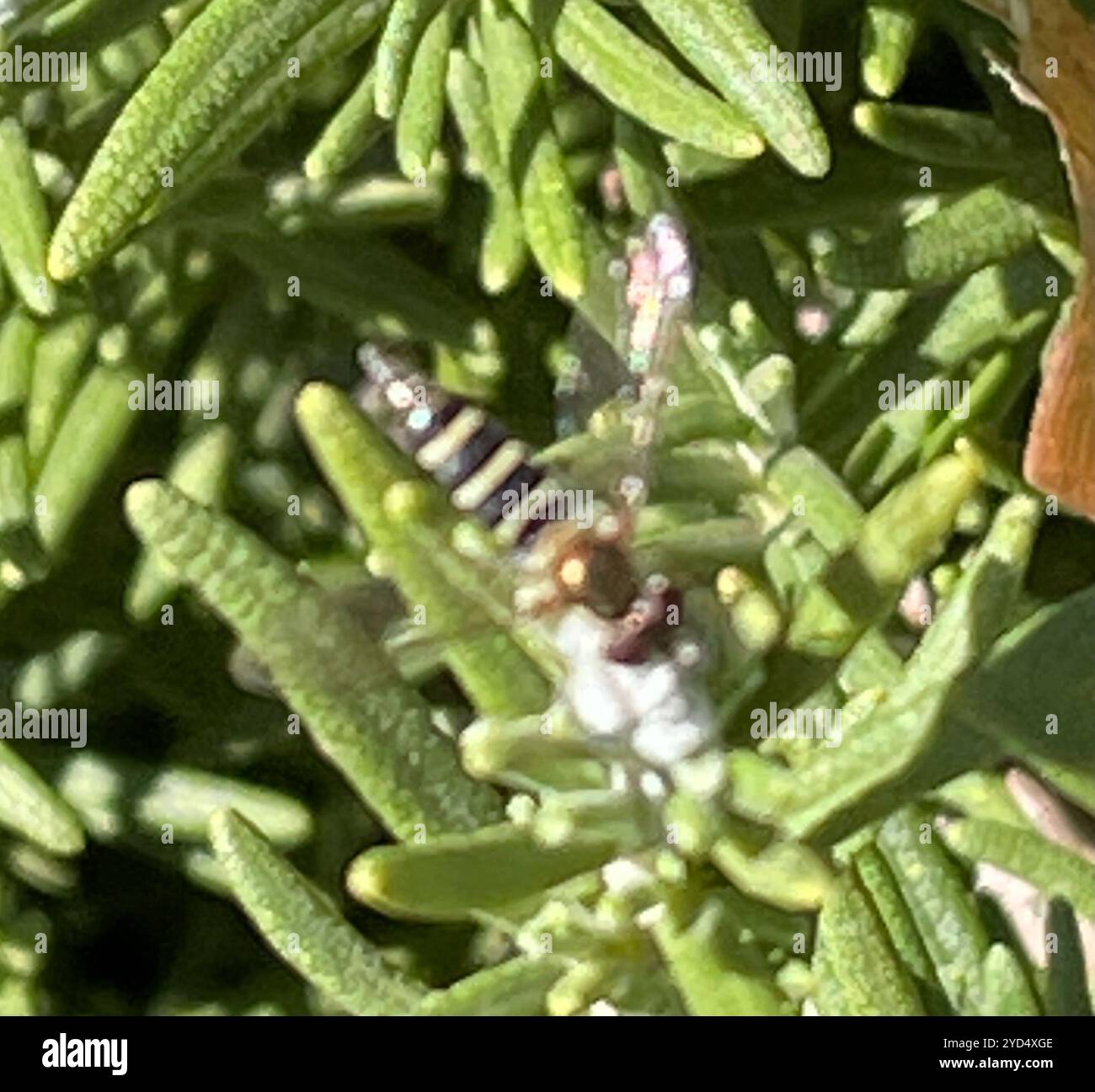 Diamond Spottail (Fazia micrura Stock Photo - Alamy
