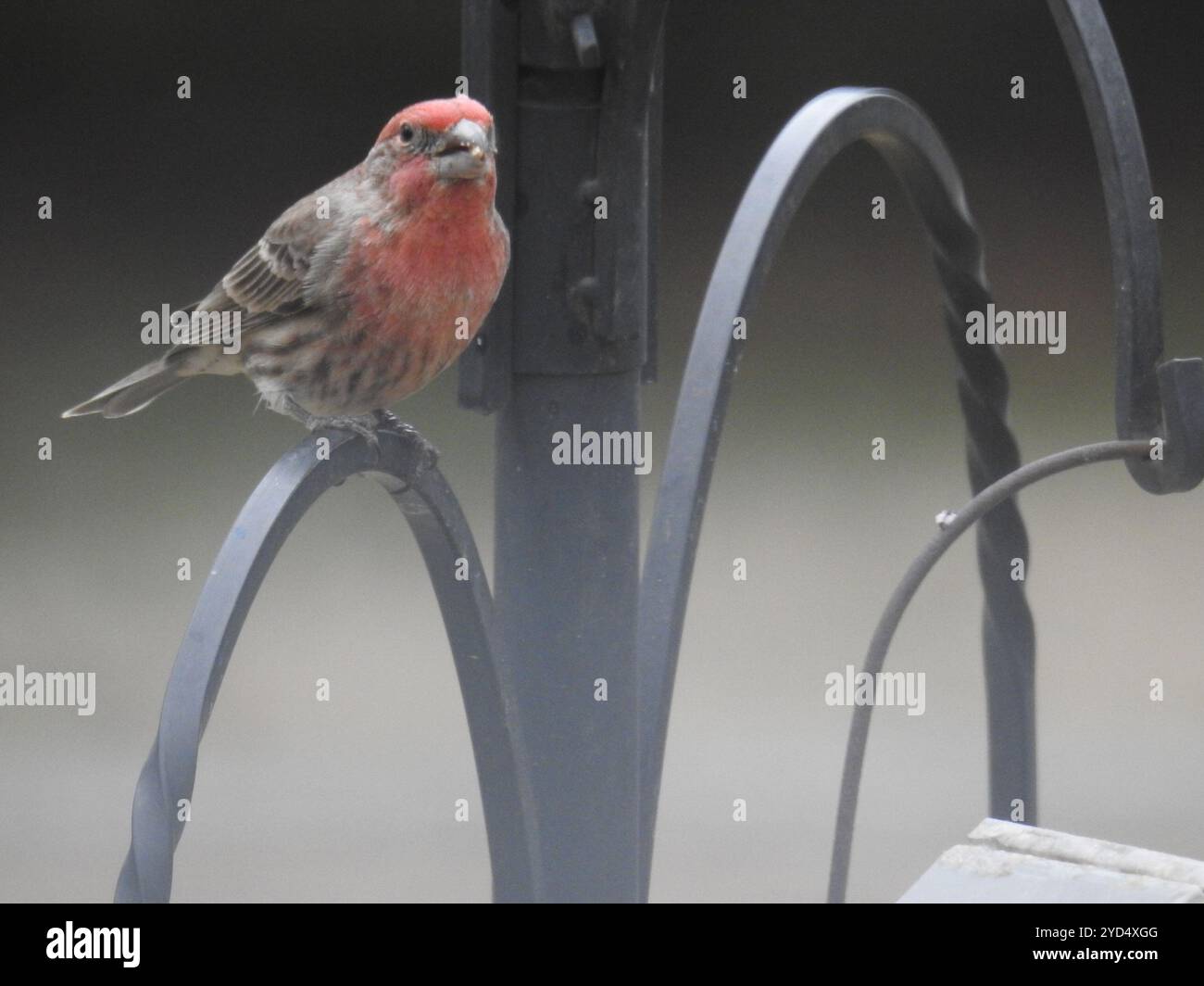 House Finch (Haemorhous mexicanus Stock Photo - Alamy