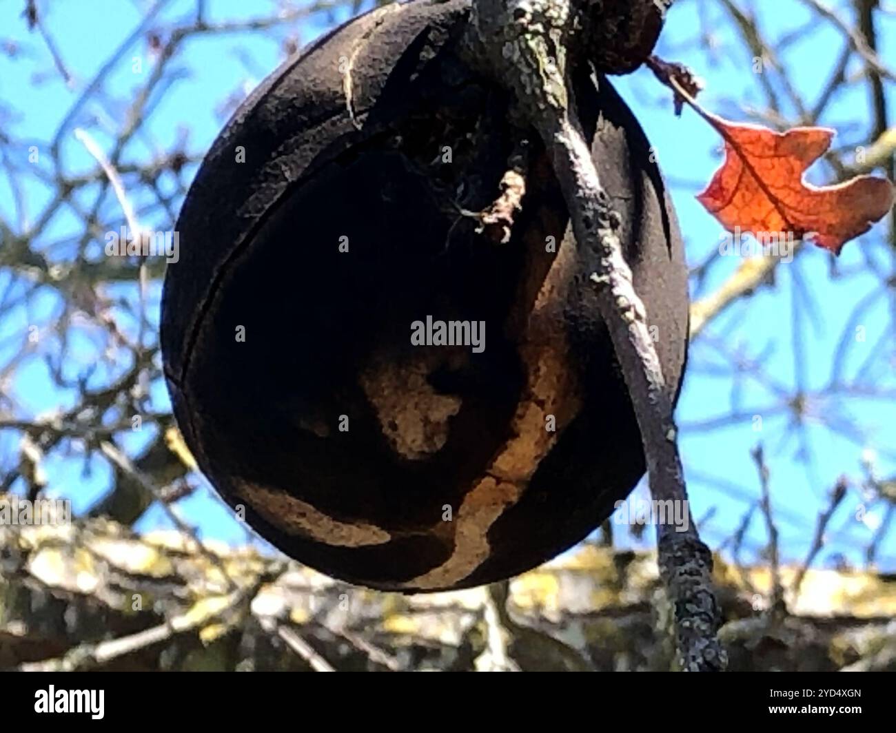 California Gall Wasp (Andricus quercuscalifornicus Stock Photo - Alamy