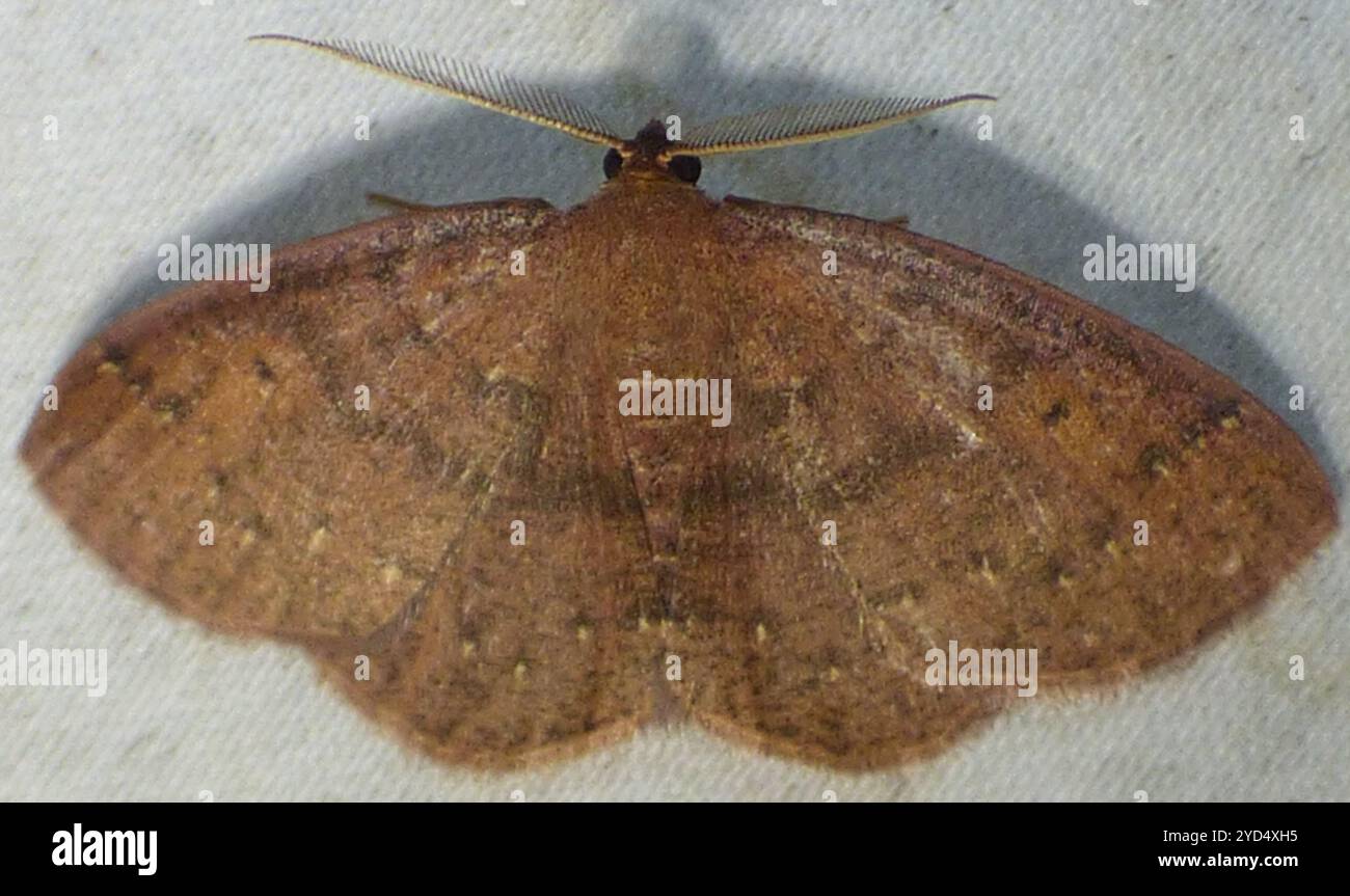 Black-dotted Ruddy Moth (Ilexia intractata Stock Photo - Alamy