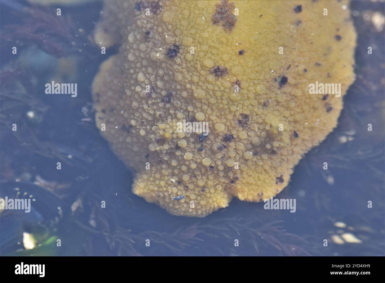 Monterey Dorid (Doris montereyensis Stock Photo - Alamy
