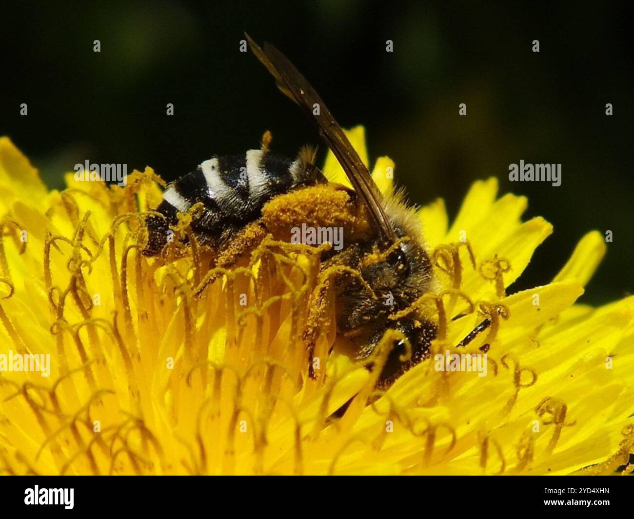 Mining Bees (Andrena Stock Photo - Alamy