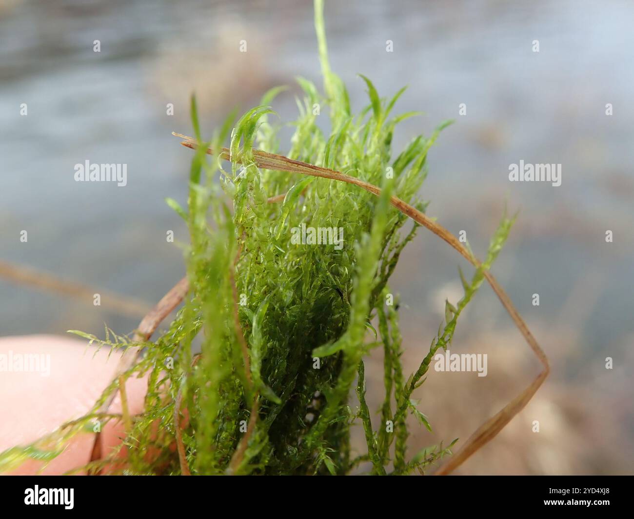 Kneiff's hook-moss (Drepanocladus aduncus Stock Photo - Alamy