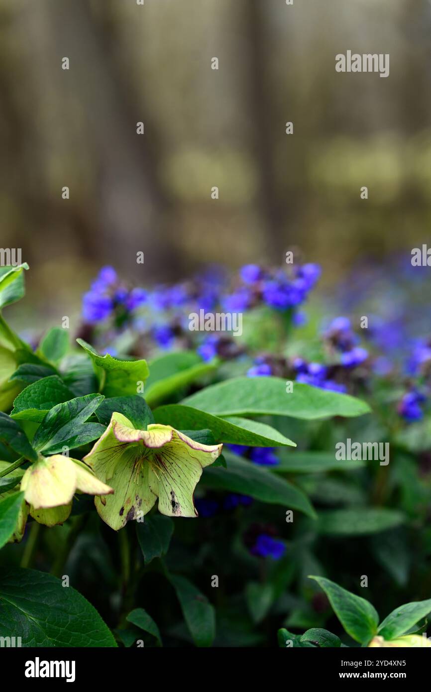 hellebore and pulmonaria Miss Elly flowers,hellebore,pulmonaria miss ...