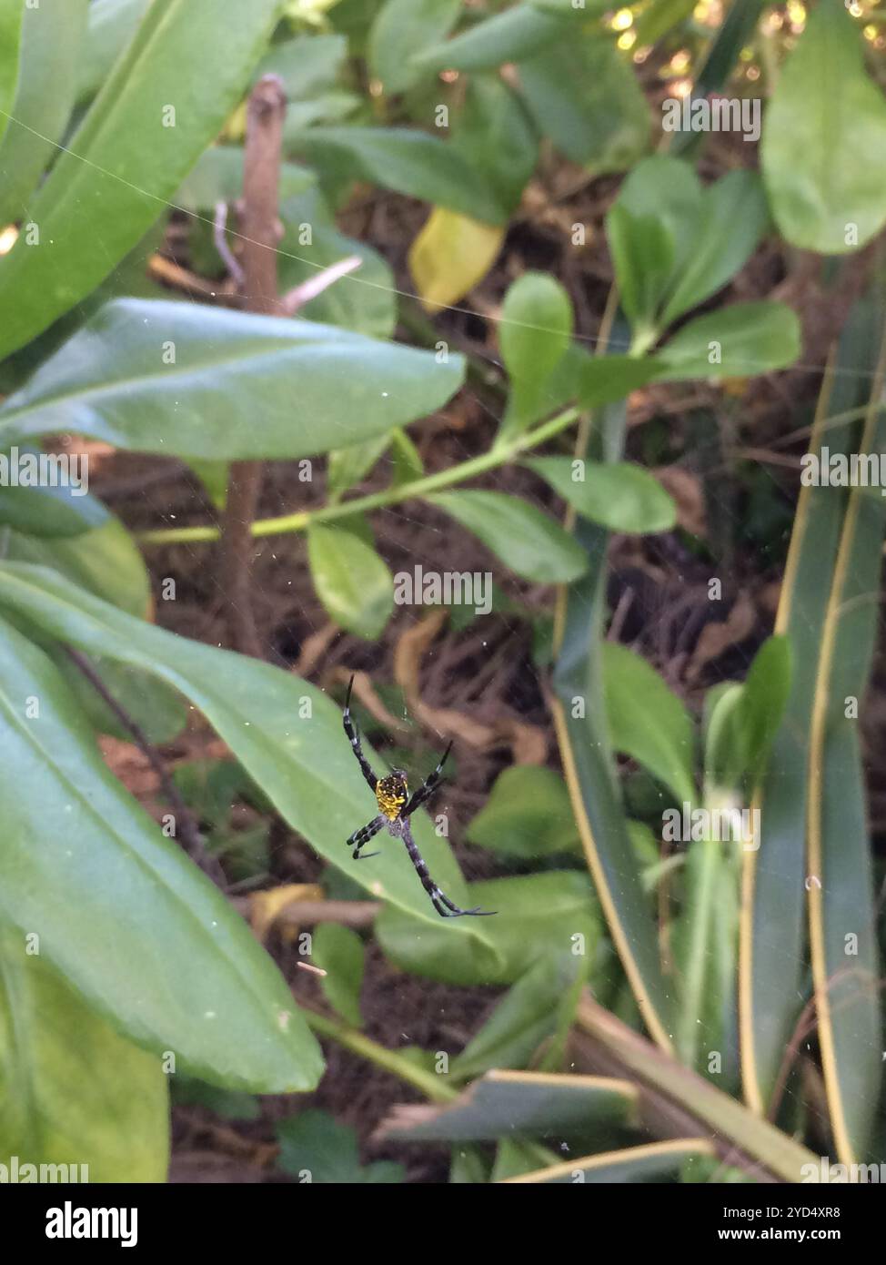 Hawaiian garden spider hi-res stock photography and images - Alamy