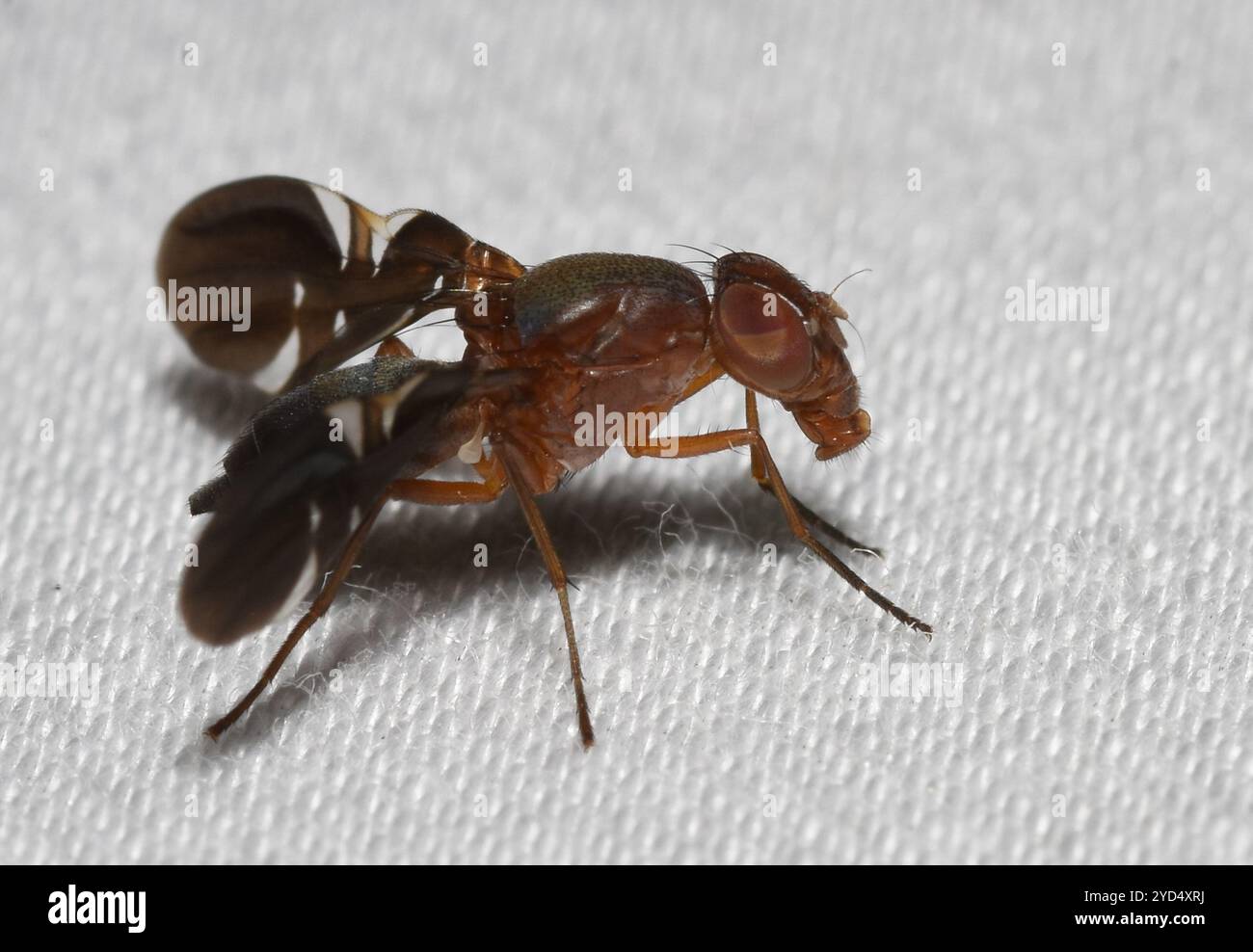 Common Picture-winged Fly (Delphinia picta Stock Photo - Alamy