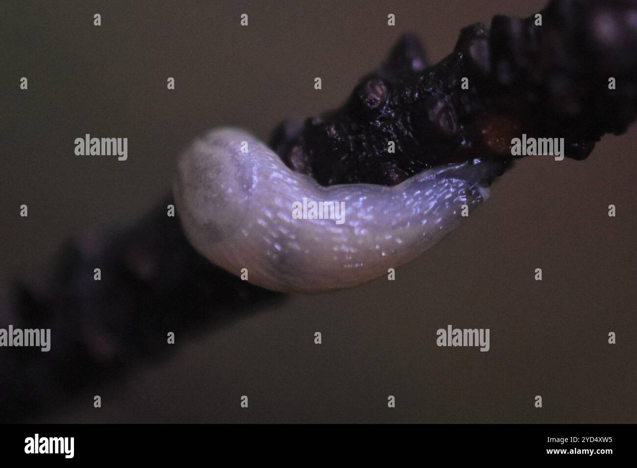Common Land Snails and Slugs (Stylommatophora Stock Photo - Alamy