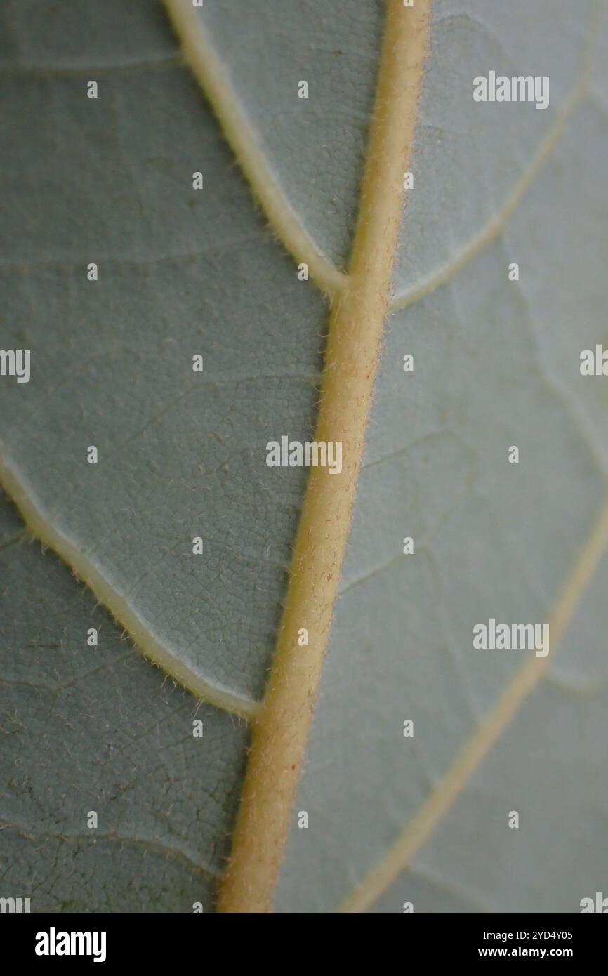 Swamp Bay (Persea palustris Stock Photo - Alamy