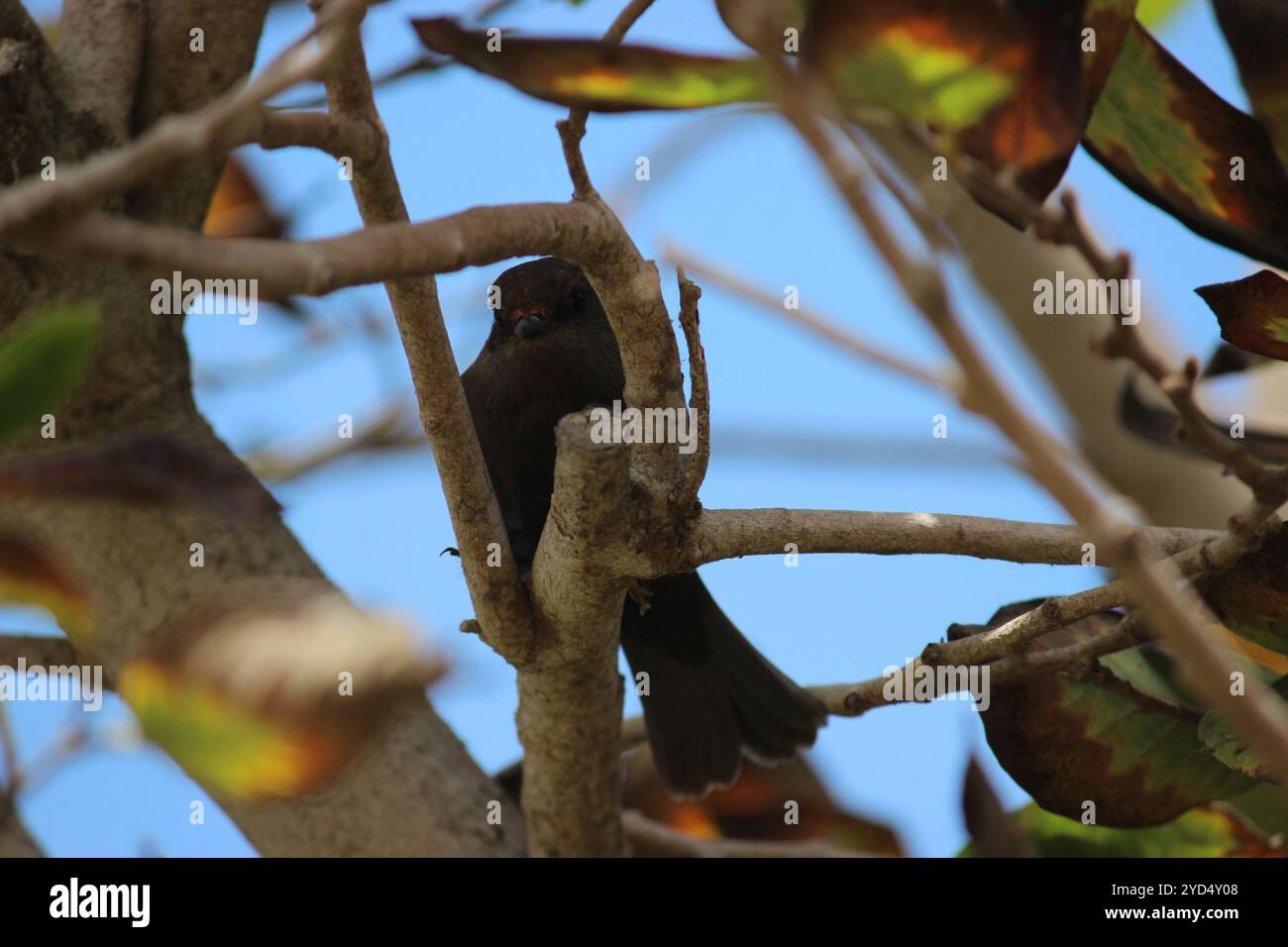 (Pyrocephalus rubinus obscurus Stock Photo - Alamy